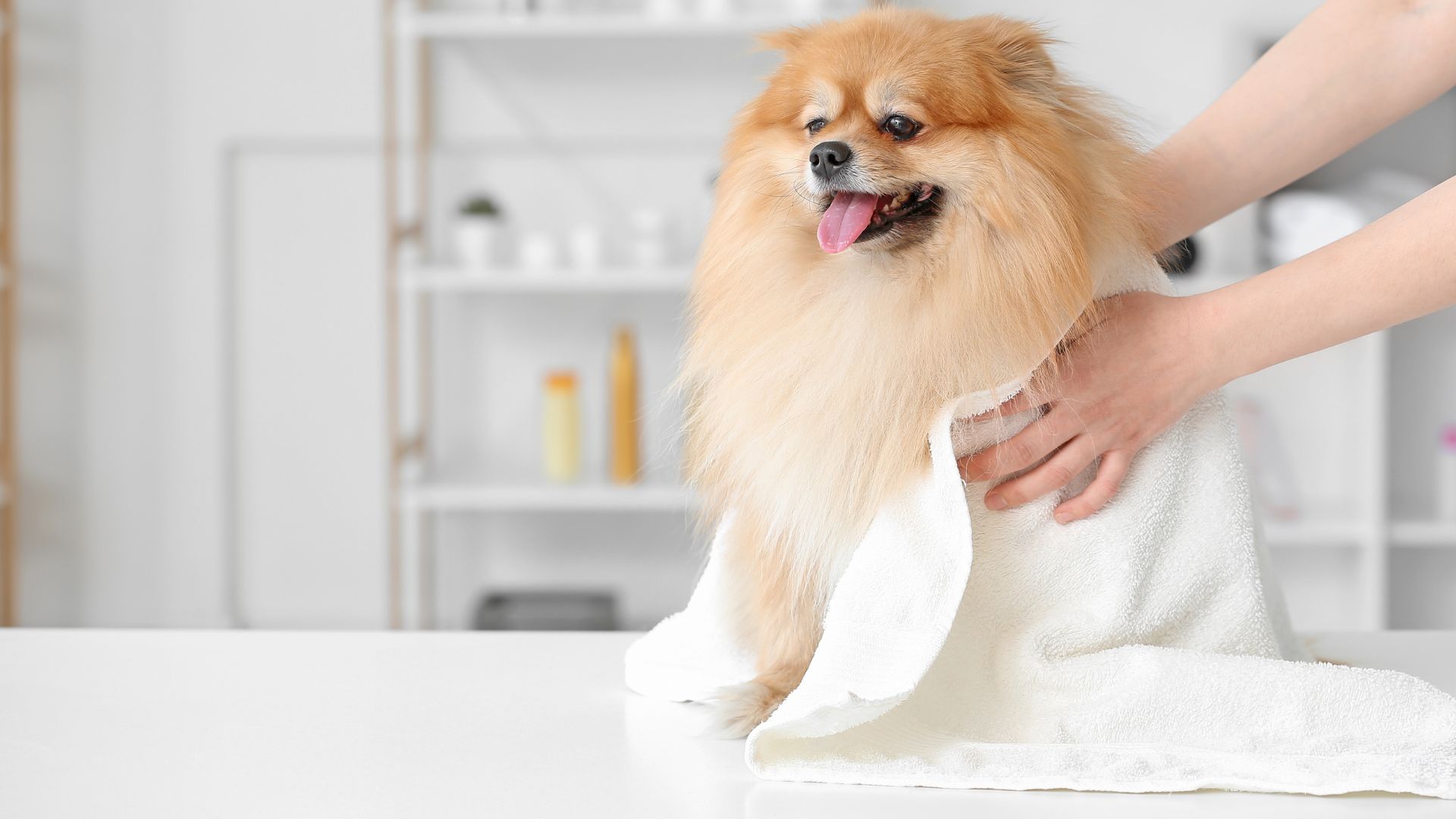 Pet Preventative Care In Gilbert, SC 29054 | Lake Murray Animal Hospital