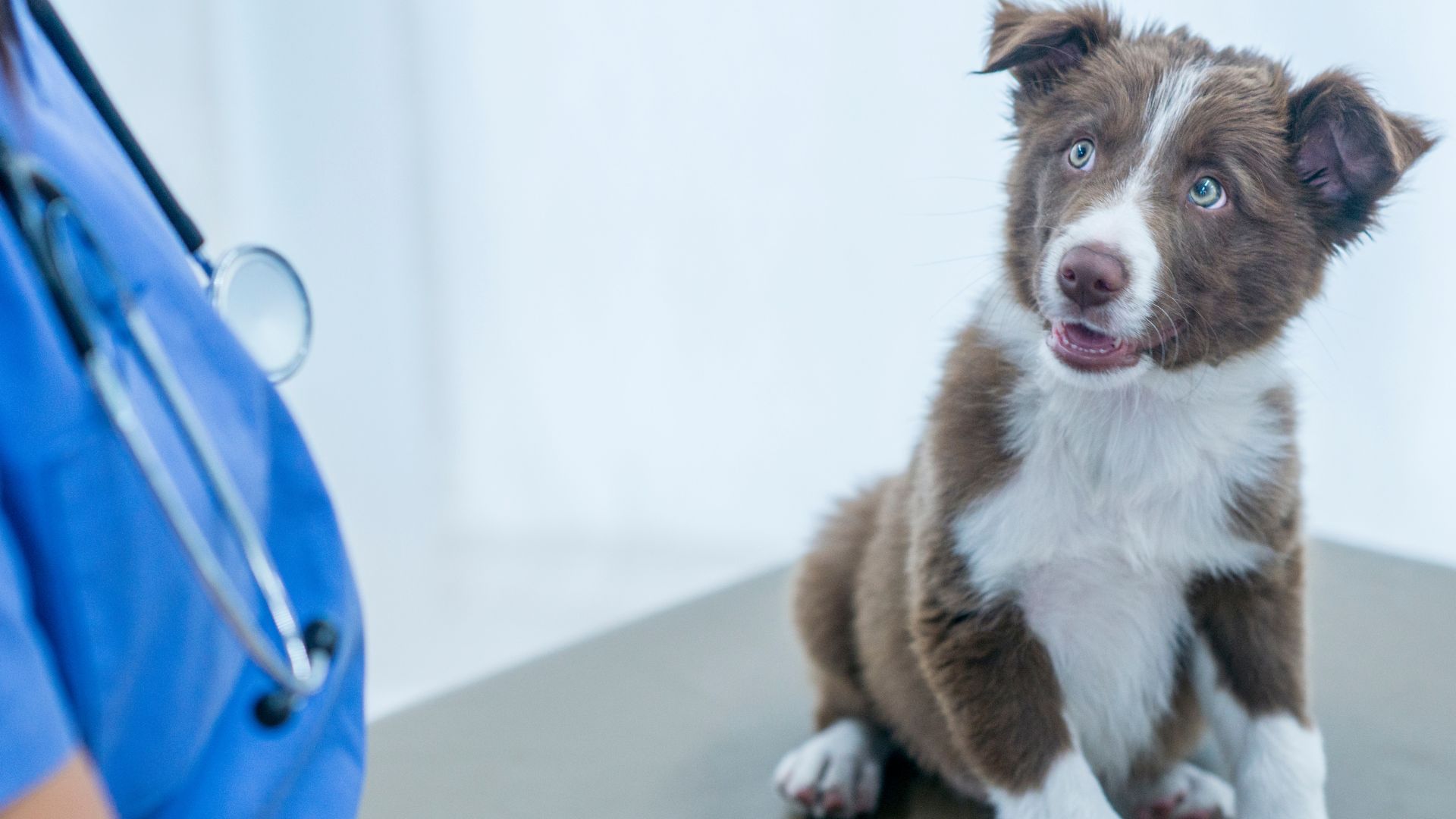 Pet Wellness Care In Gilbert, SC 29054 | Lake Murray Animal Hospital