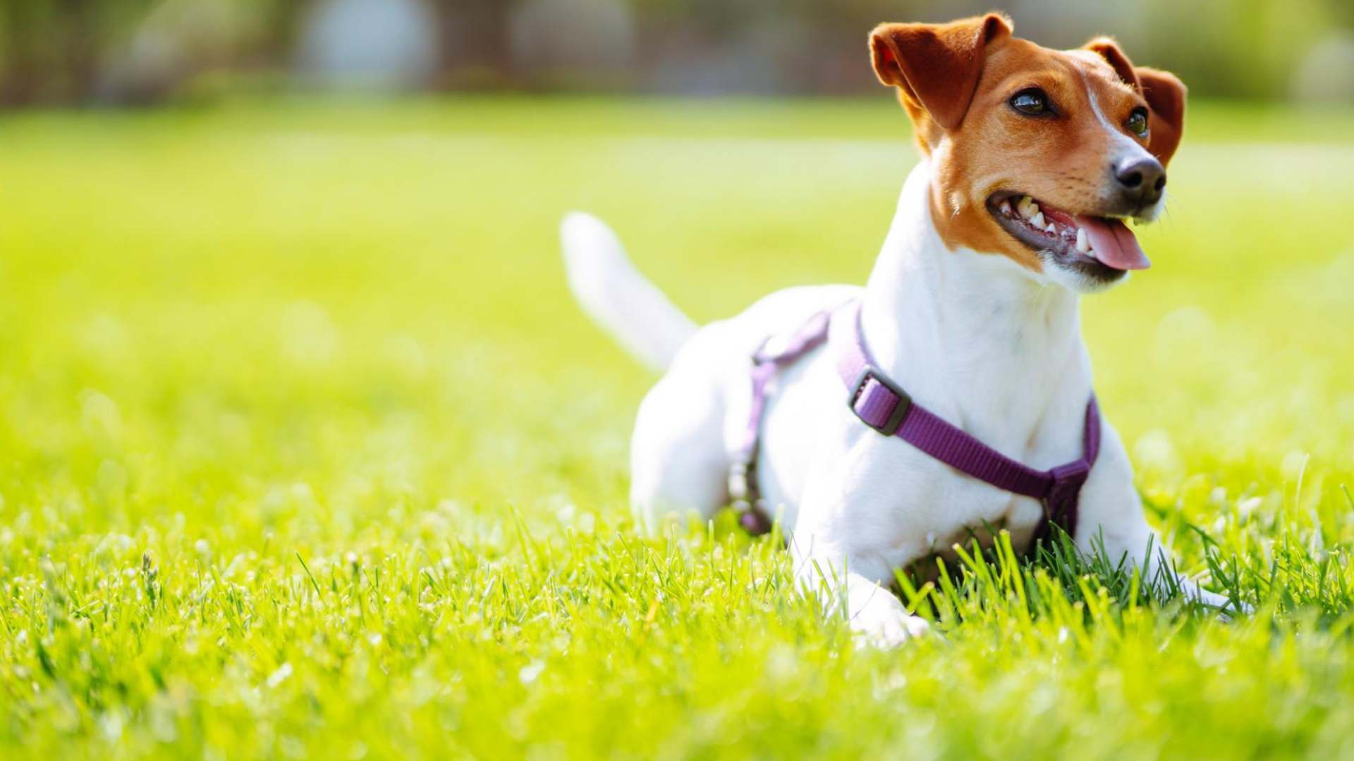 Lake Murray Animal Hospital FAQs