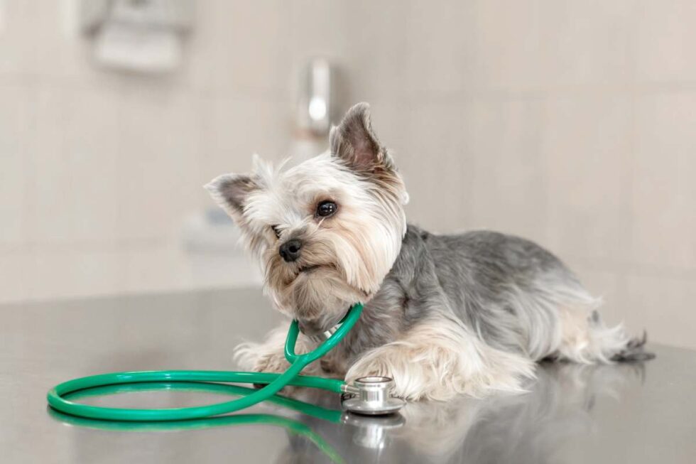 Best Veterinary Hospital In Gilbert, SC 29054 | Lake Murray Animal Hospital